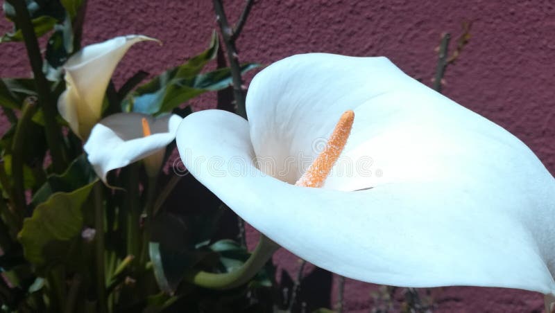 Cartridge Flower stock image. Image of south, african - 125173233