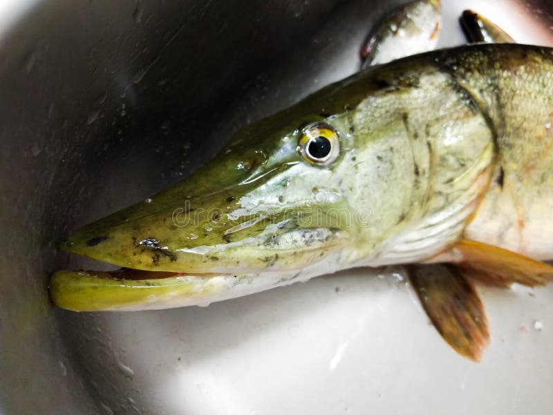 Cartshed Pike Head in a Sink. Fishing Trophy. Stock Image - Image of ...