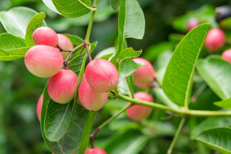 Carunda or Karonda Fruit on Tree Organic Garden Stock Photo - Image of ...