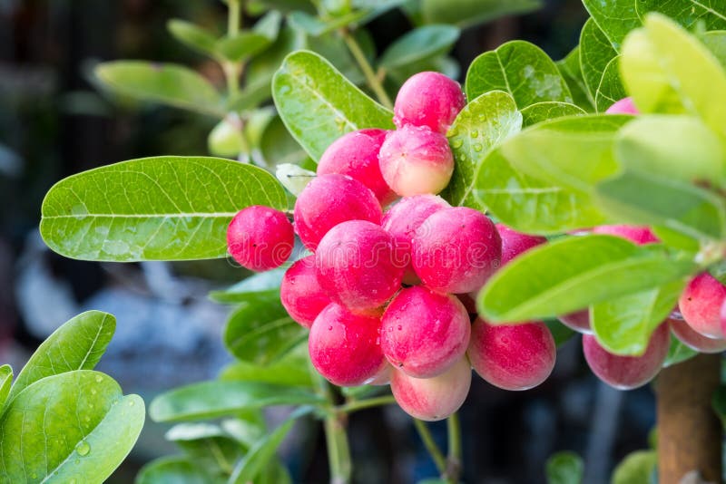 Carunda or Karonda Fruite stock photo. Image of koromcha - 57428396