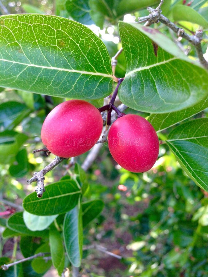 Carunda or Karonda stock image. Image of karonda, amazing - 54752381