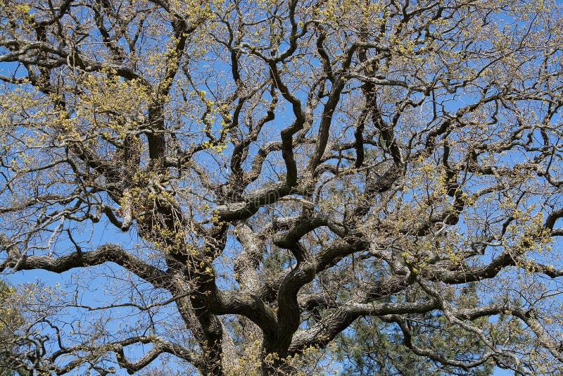 Ramos De Um Carvalho Verde Grande No Outono Adiantado Em Um Azul Claro ...