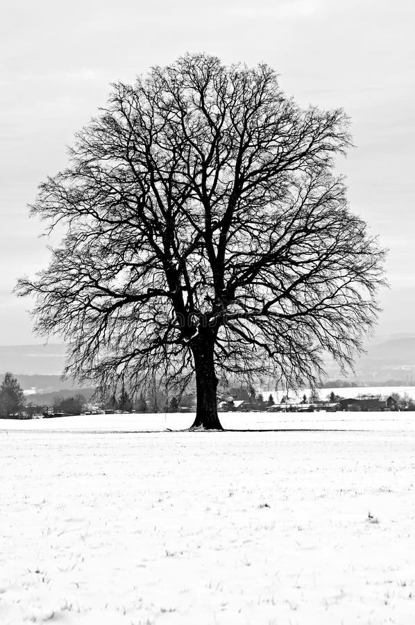 Carvalho no inverno imagem de stock. Imagem de carvalho - 28929867