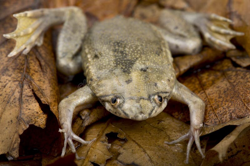 Surinam Toad / Pipa pipa stock image. Image of south - 28311183