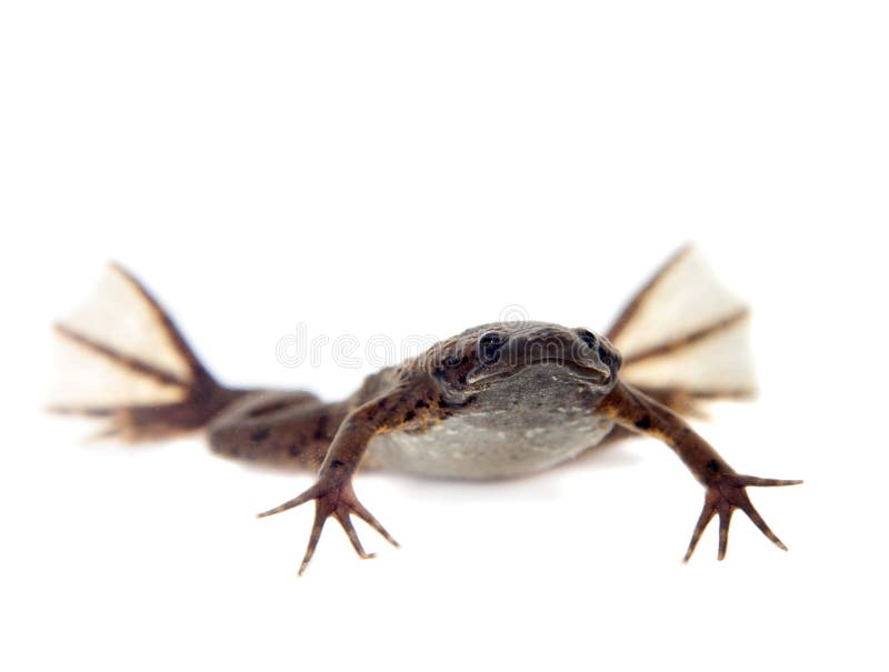 Pipa Pipa Frog Stock Photos - Free & Royalty-Free Stock Photos from ...