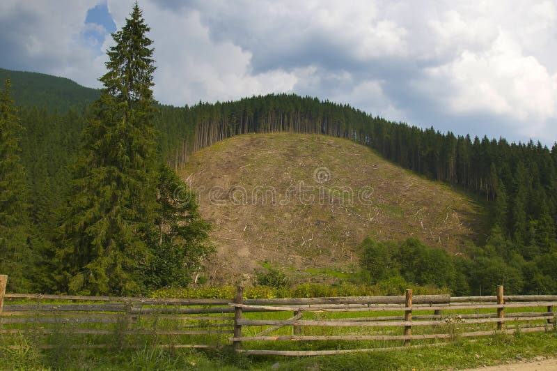 Carved Forest on the Mountain in the Carpathians. Stock Photo - Image ...