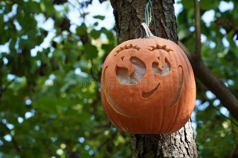 Carved Halloween Pumpkin Hanging Froma a Tree Stock Photo - Image of ...