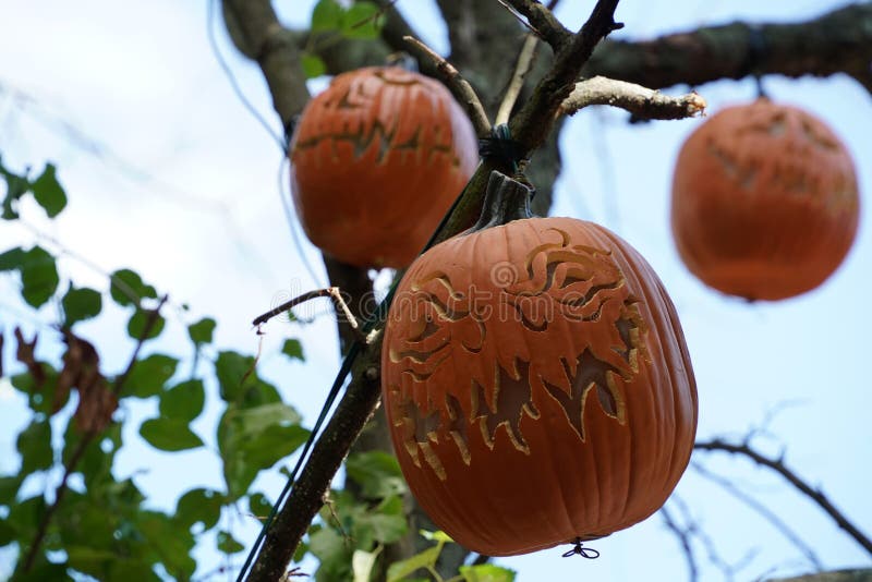 Carved Halloween Pumpkin Hanging Froma a Tree Stock Photo - Image of ...