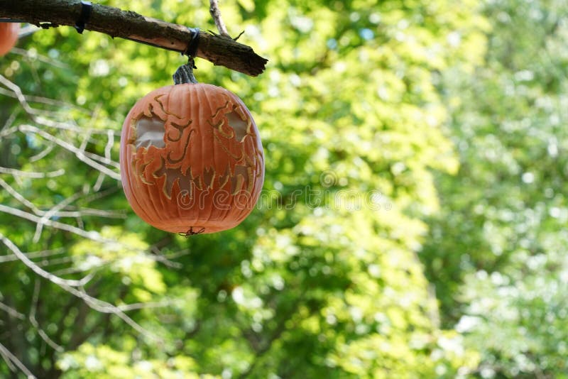 Carved Halloween Pumpkin Hanging Froma a Tree Stock Image - Image of ...