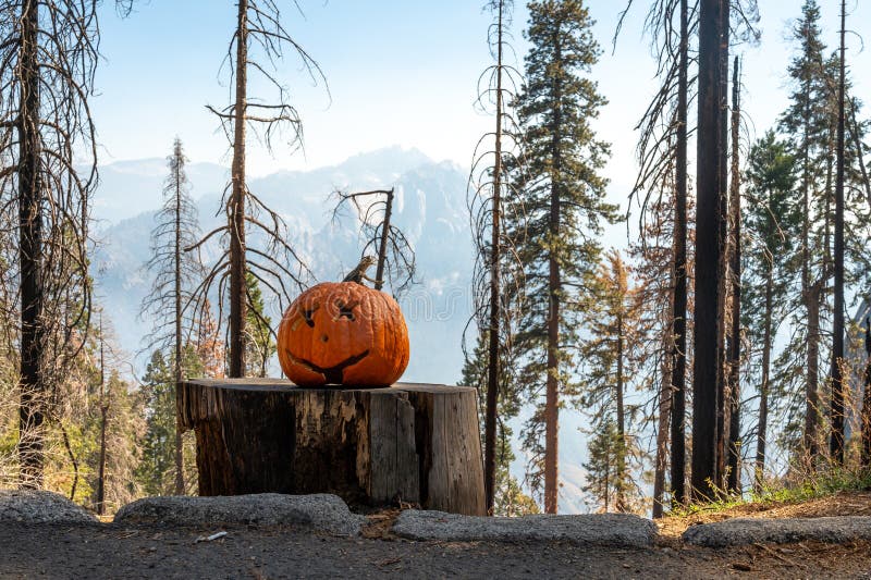 Carved Halloween Pumpkin on a Tree Stump in a Forest Stock Photo ...