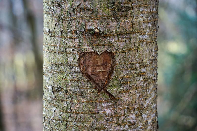 Carved message in tree stock photo. Image of leaf, wildlife - 372564092