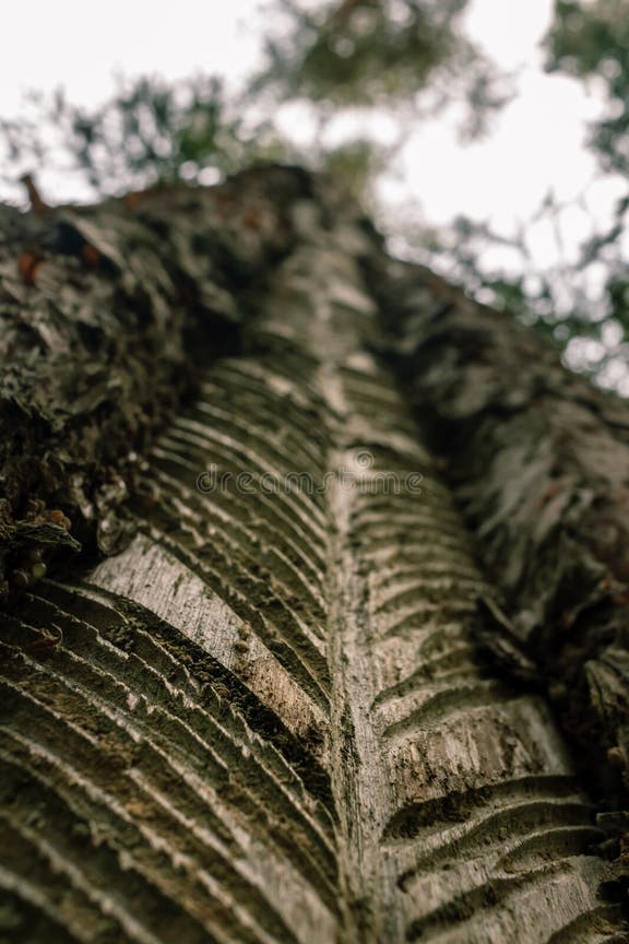 Carved Soft Tree, Resin Extraction Tehnique Stock Image - Image of ...