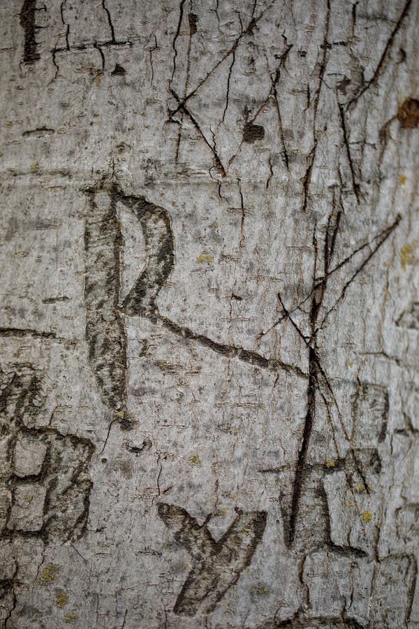 Carved Words and Letters in Tree Trunks Stock Image - Image of vintage ...