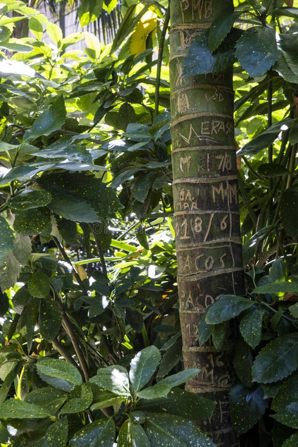 Carved Written Words and Numbers on a Tree Stock Photo - Image of ...
