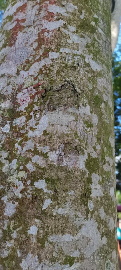 Carving of Beautiful Pine Tree Trunks Stock Photo - Image of woodland ...