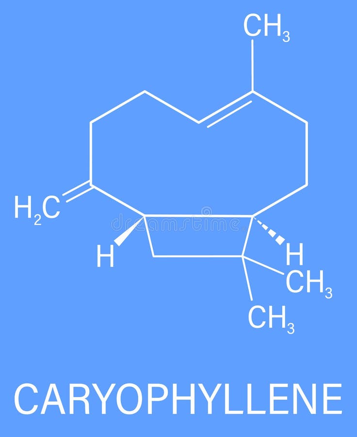 Caryophyllene Molecule. Constituent of Multiple Herbal Essential Oils ...