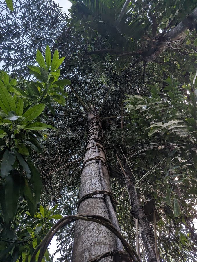 Caryota Urens - Kithul Tree Stock Image - Image of kitul, kithul: 305405453