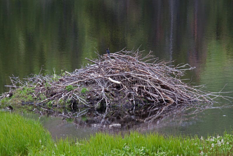 Casa del castor foto de archivo. Imagen de hierbas, casero - 32992166