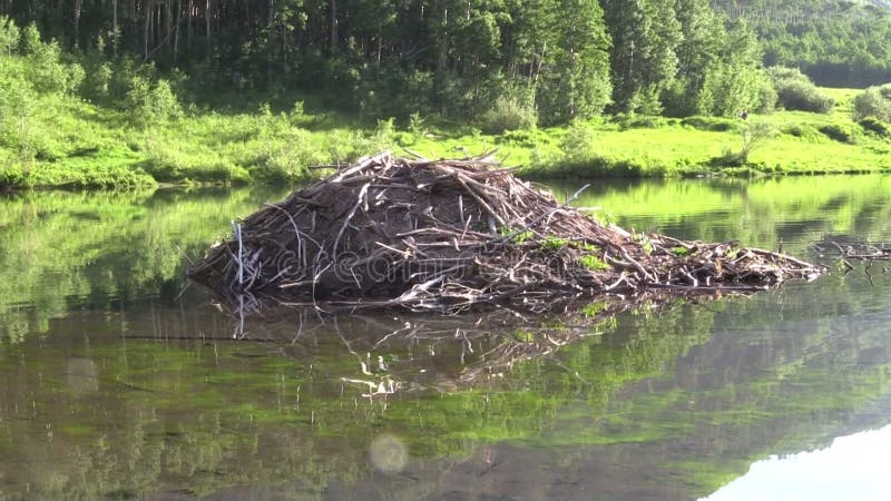 Casa del castor en el lago metrajes. Vídeo de cubo, lago - 58319144