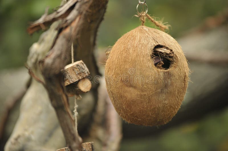 La Jerarquía Del Pájaro Del Coco Foto de archivo - Imagen de aves ...