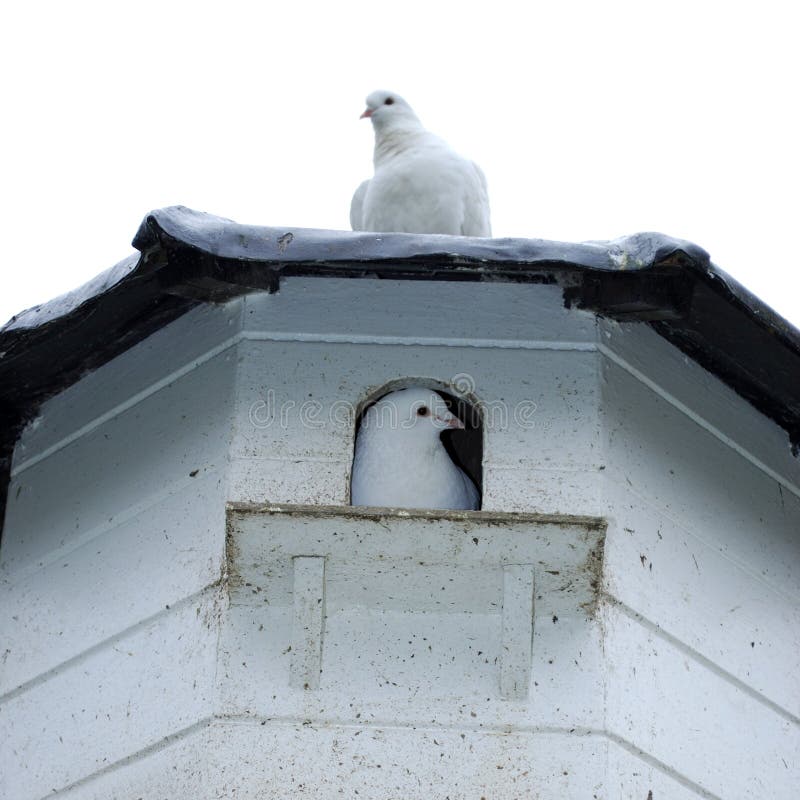 Casa do pombo foto de stock. Imagem de mosca, animal - 13389172