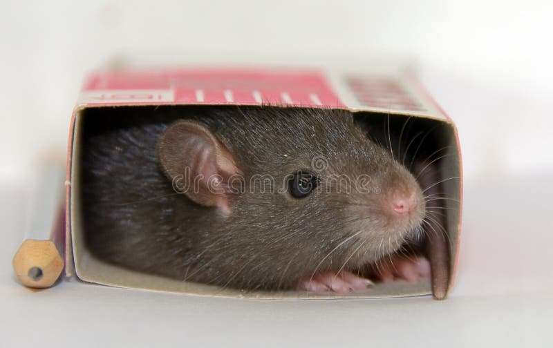 Casa pequena de um rato foto de stock. Imagem de preto - 11292956