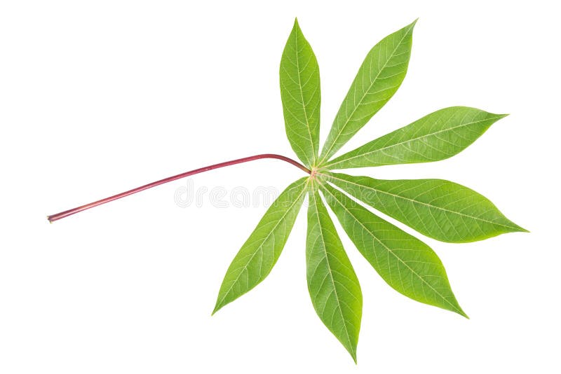 1,440 Casava Stock Photos - Free & Royalty-Free Stock Photos from ...