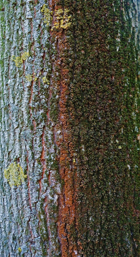 Casca Colorida Com Textura Do Musgo Foto de Stock - Imagem de exterior ...