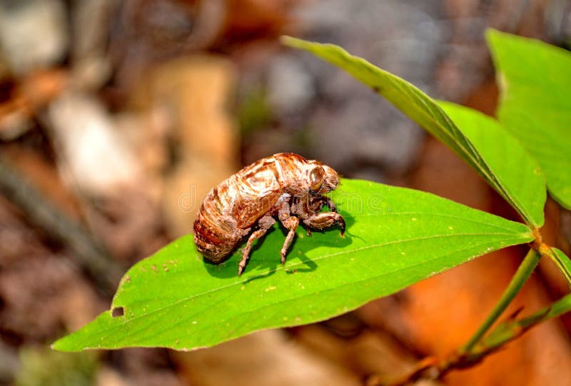 Casca Da Casca Da Cigarra Da Casca Da Cigarra Da Cigarra Imagem de ...