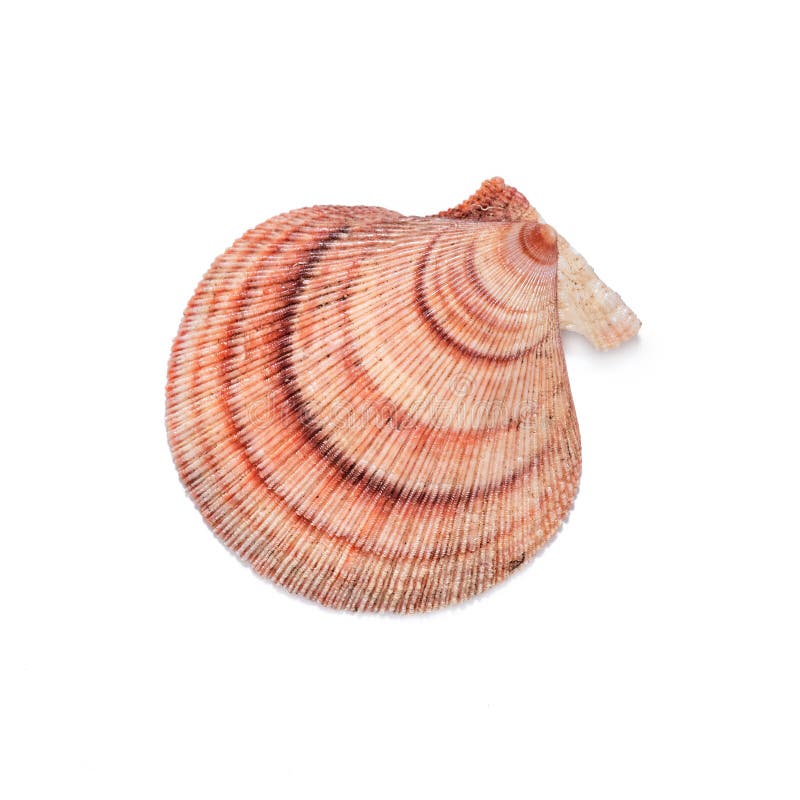 Casca de escalpo foto de stock. Imagem de vieira, pérola - 210310892