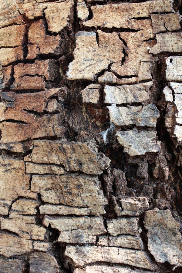 Casca rachada foto de stock. Imagem de ruptura, quebrado - 38553616
