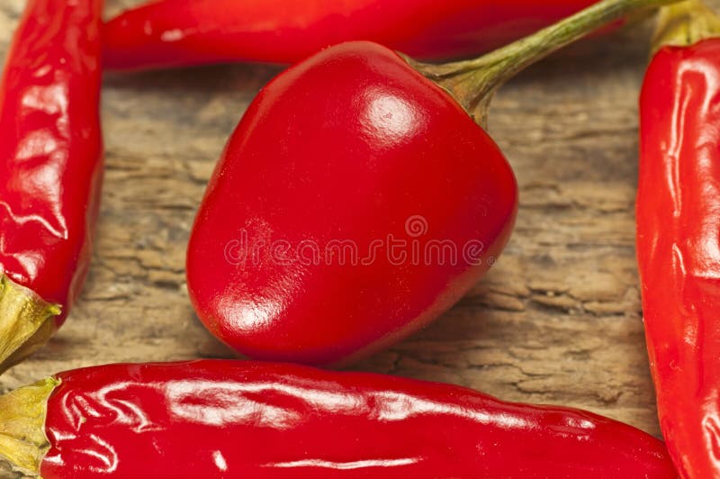 Cascabel chili stock image. Image of chili, fire, food - 28365009