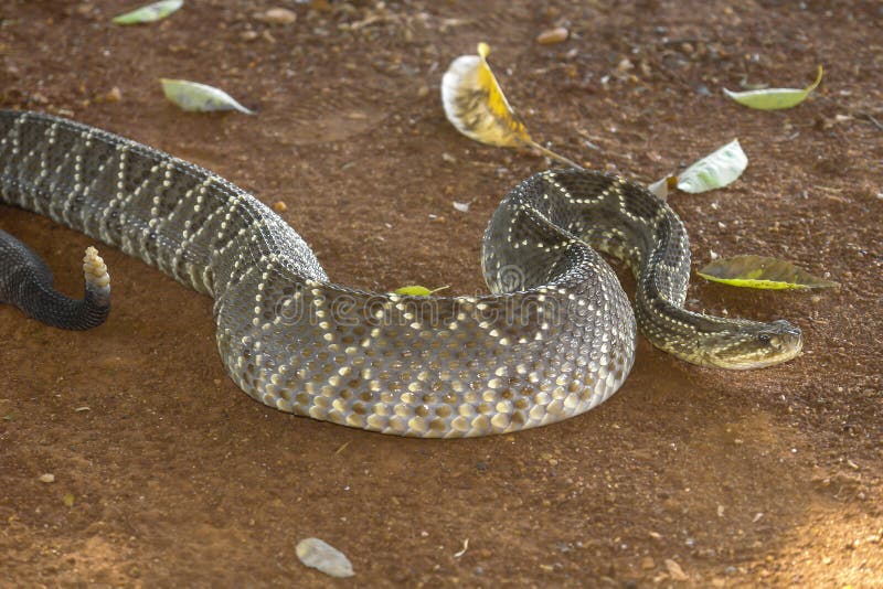 Cascabel stock photo. Image of serpent, reptilian, wild - 66120182