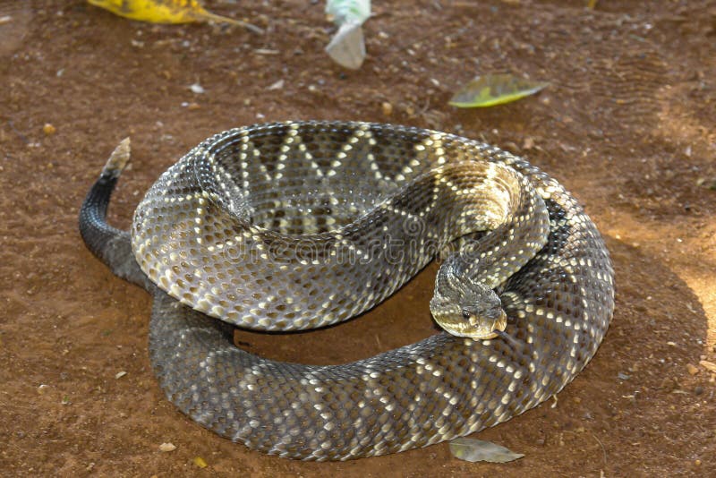 Cascabel stock image. Image of adder, america, poison - 66120189