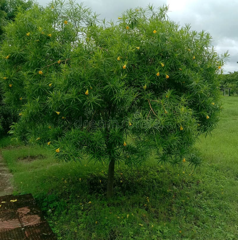 Indian Kaner Phool flowers stock photo. Image of plowers - 187544488