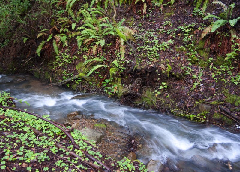Cascade Creek stock image. Image of cool, fresh, river - 12766899