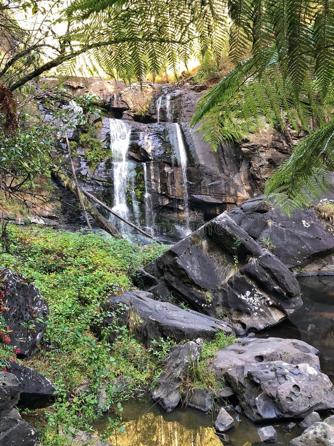 Forêt Tropicale Australienne Photo stock - Image du nature, australie ...