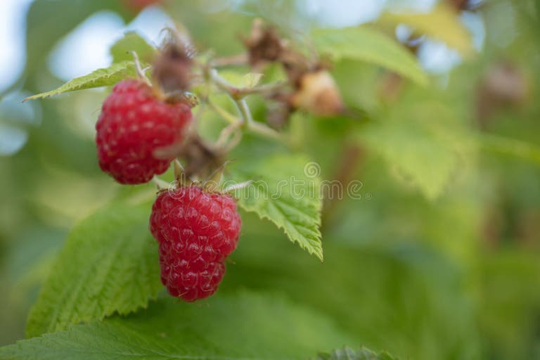 CASCADE DELIGHT raspberry stock photo. Image of delicious - 189046974
