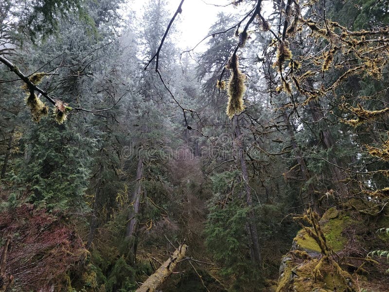 Cascade in the forest stock image. Image of trees, water - 303423