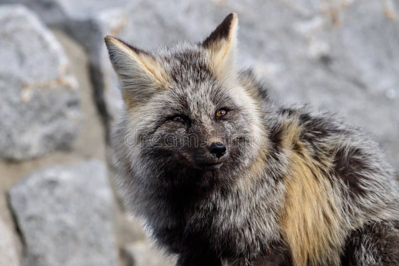 136 Cascade Red Fox Stock Photos - Free & Royalty-Free Stock Photos ...