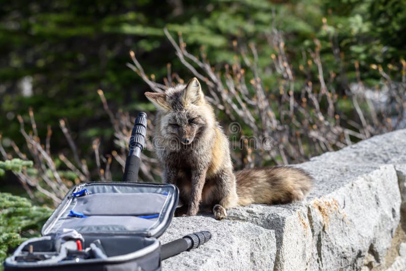 Cascade Fox stock image. Image of bushy, paws, countryside - 97886657