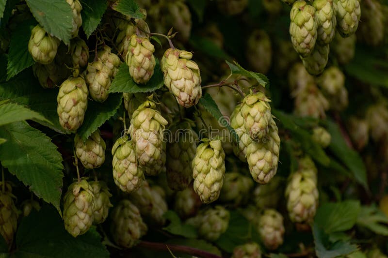Cascade Hop Cones on the Branches with Green Leaves Stock Photo - Image ...