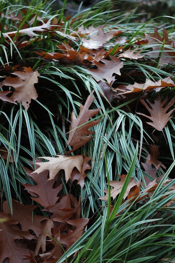 Cascade of leafs stock photo. Image of scenic, meditation - 29010718