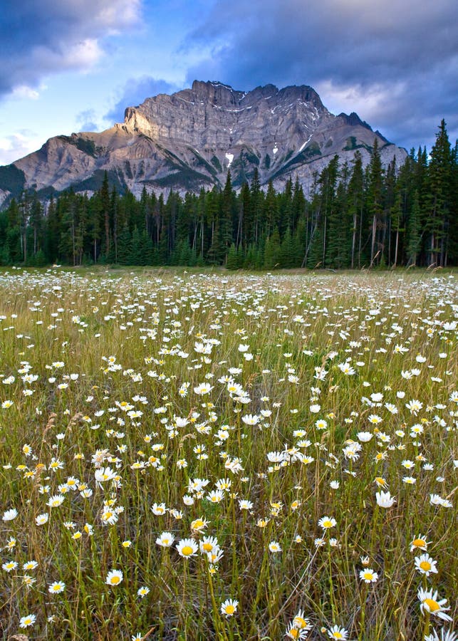 Wild Flowers and Mountain Meadows Along the Hidden Pass Trail Stock ...