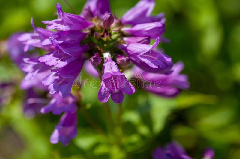 Cascade Penstemon, Penstemon Serrulatus Stock Photo - Image of outdoors ...
