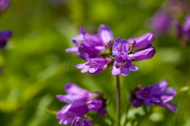 Cascade Penstemon, Penstemon Serrulatus Stock Image - Image of green ...
