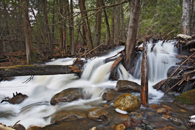 Cascade And Tree Picture. Image: 13767355