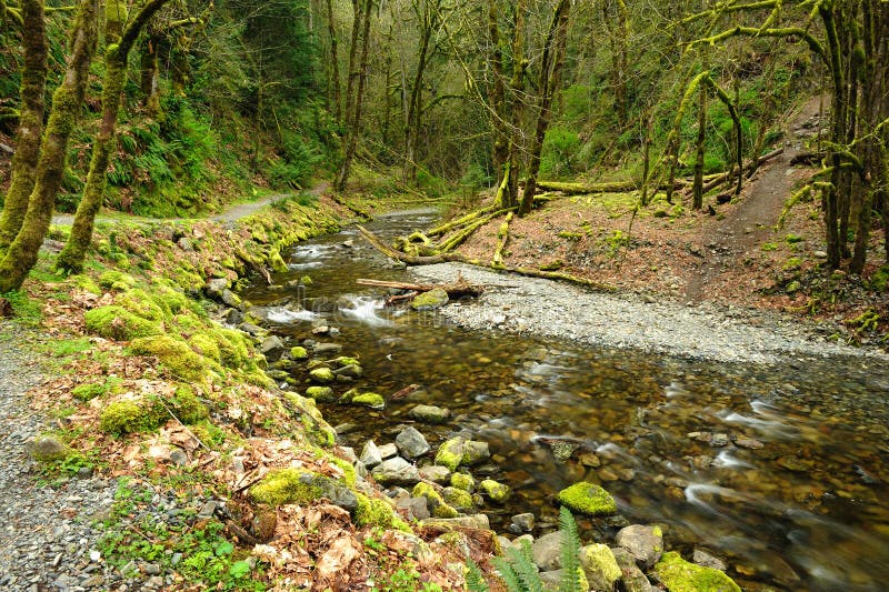 Cascade water stock image. Image of creek, tree, vancouver - 14099191