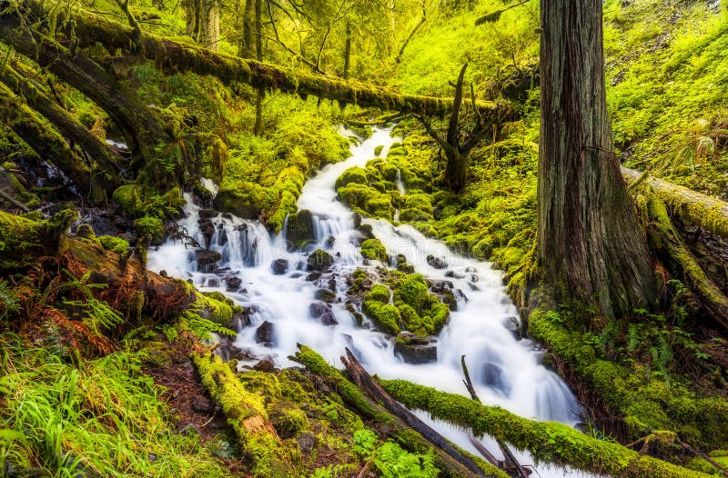 Cascade Waterfalls in Oregon Forest Hike Trail Stock Photo - Image of ...