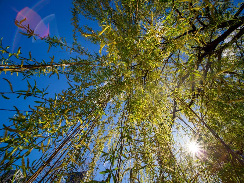 Weeping Willow Tree in the Spring Time Stock Photo - Image of fresh ...